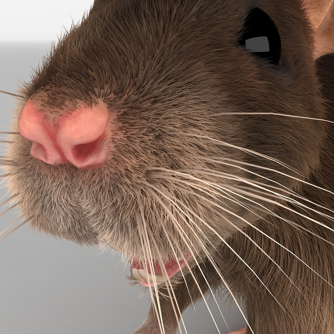 3d Rat Pose 2 Fur Model