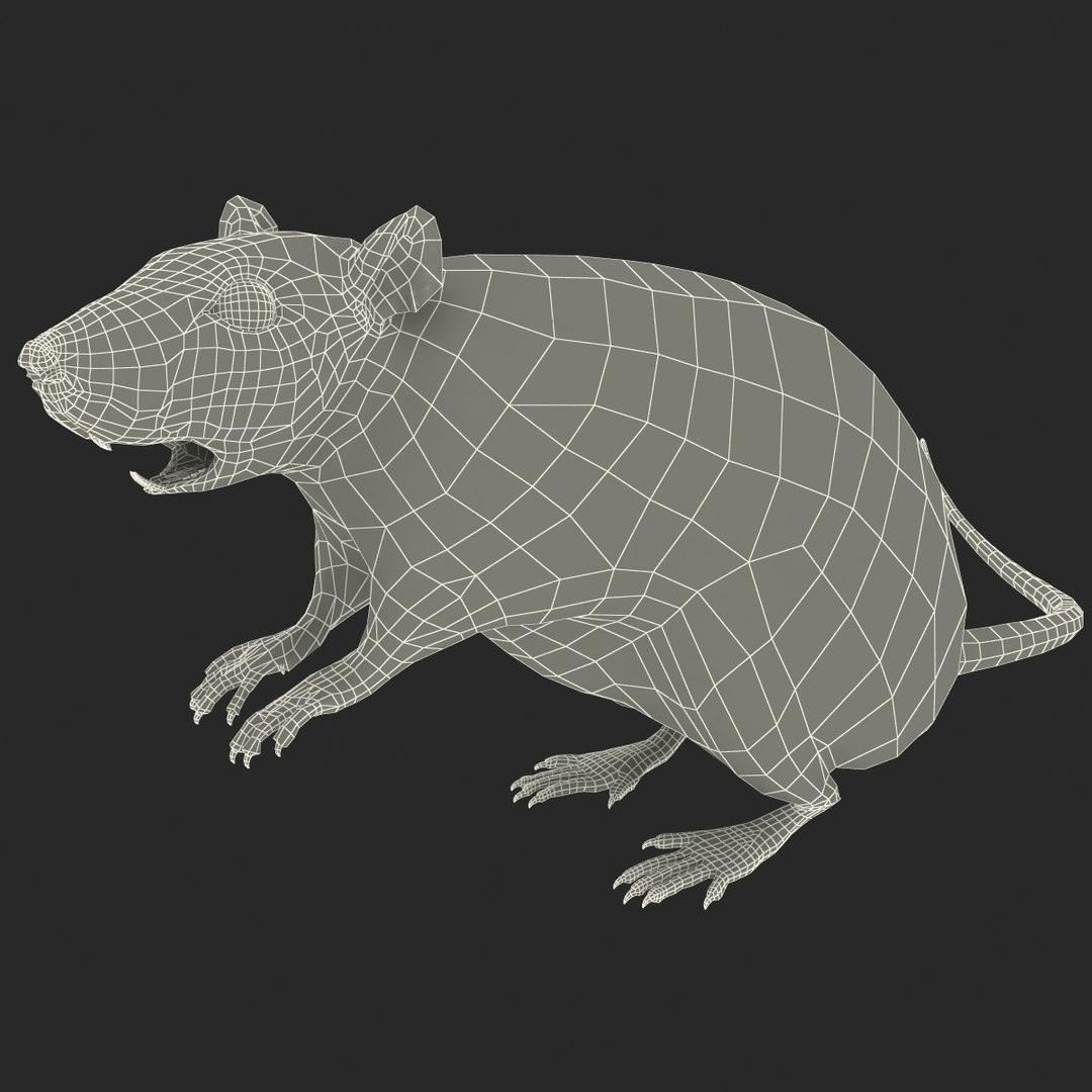 3d Rat Pose 2 Fur Model