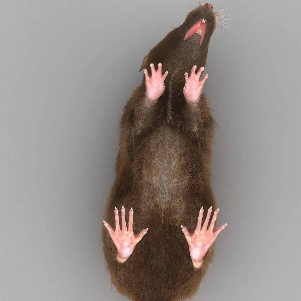 3d rat pose 2 fur model