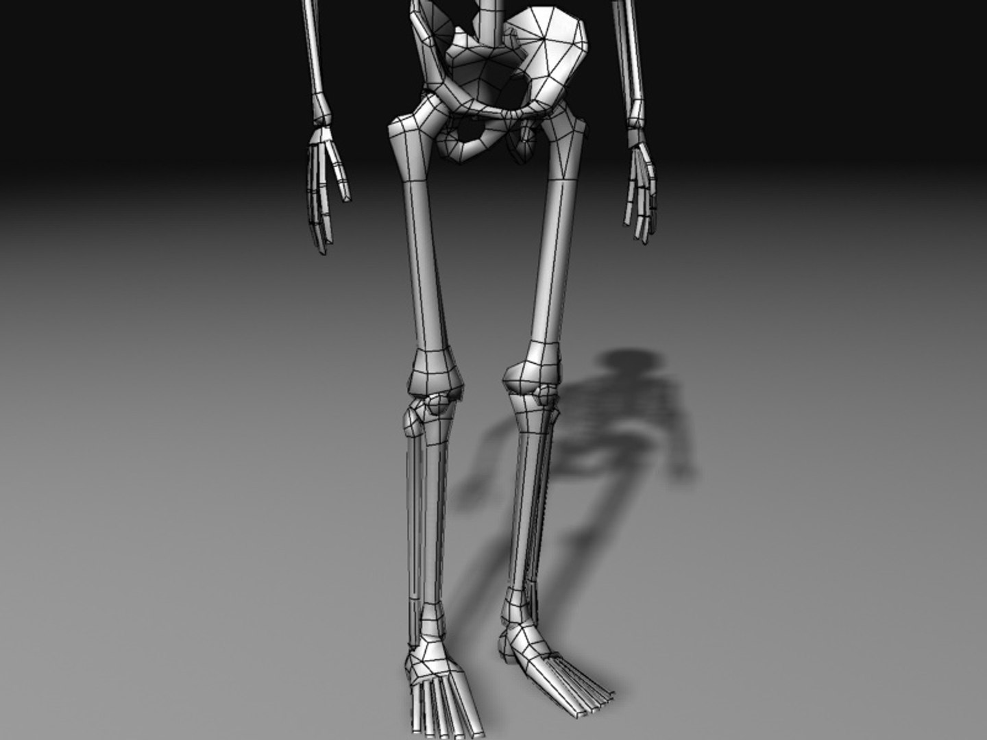 3d Model Skeleton