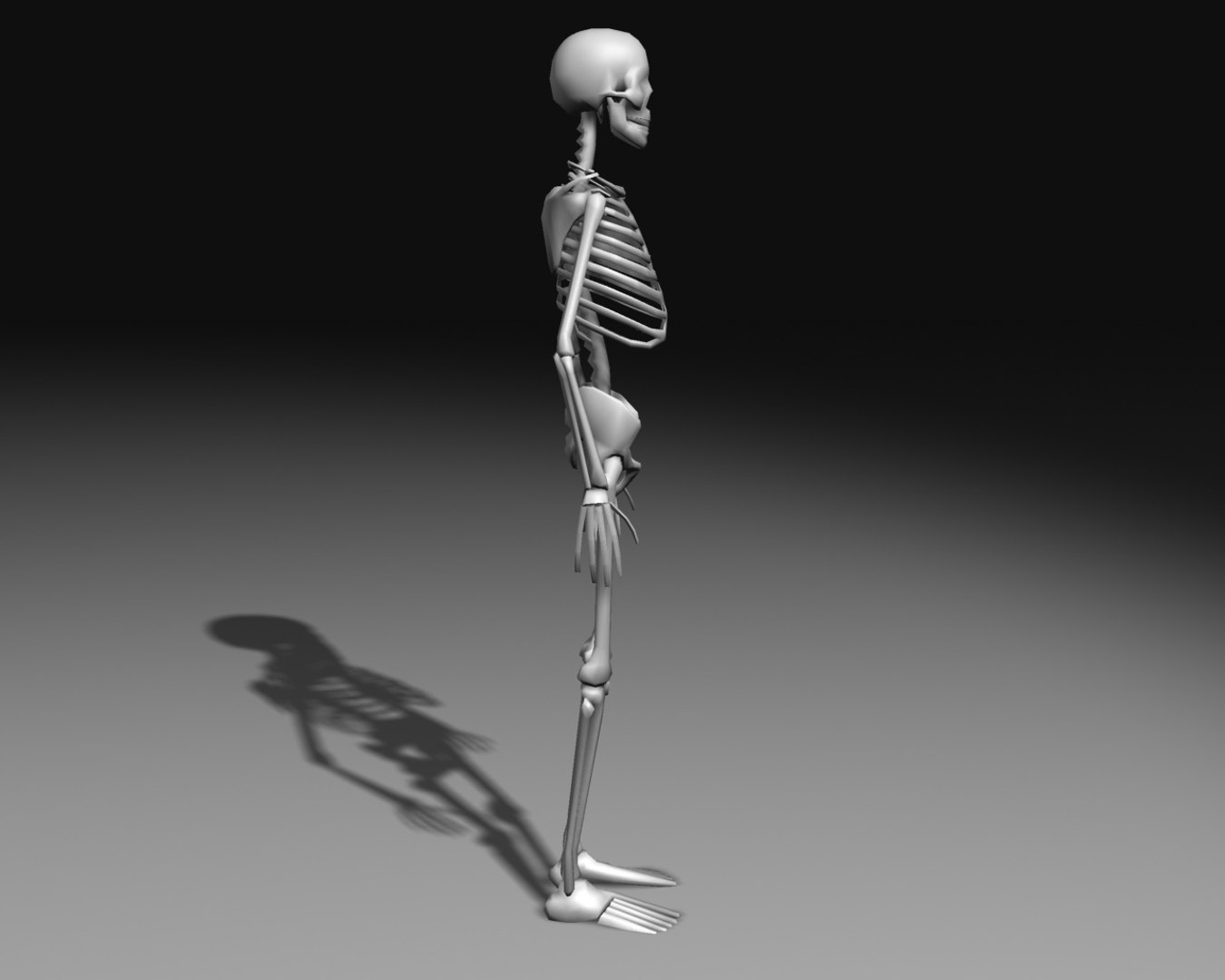 3d Model Skeleton