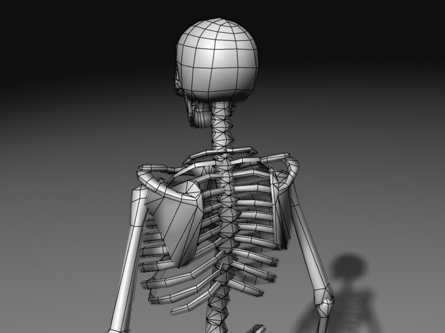 3d Model Skeleton
