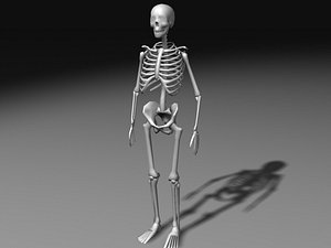 3d nextgen skeleton