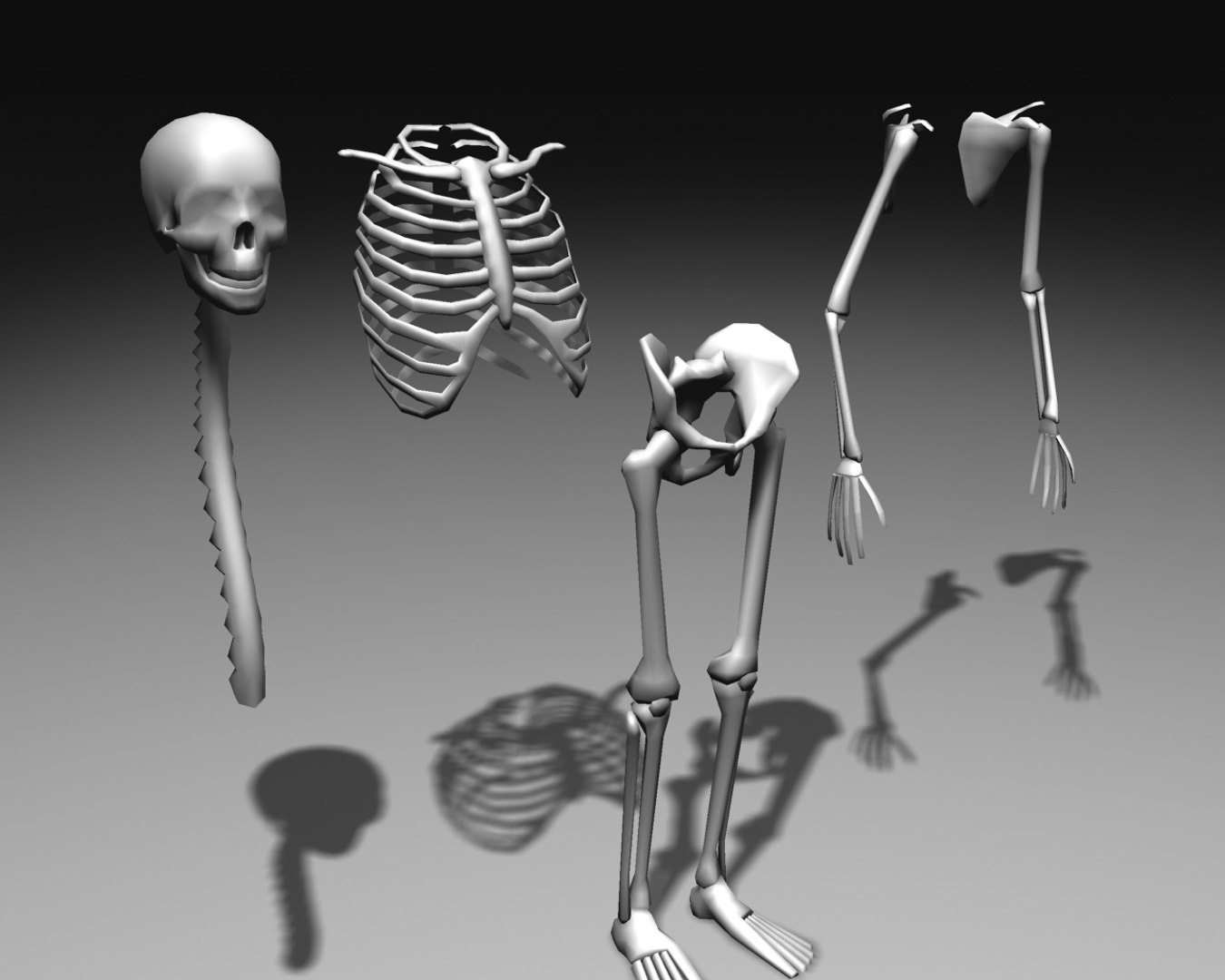 3d Model Skeleton