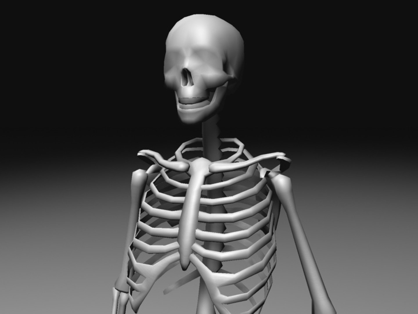 3d Model Skeleton