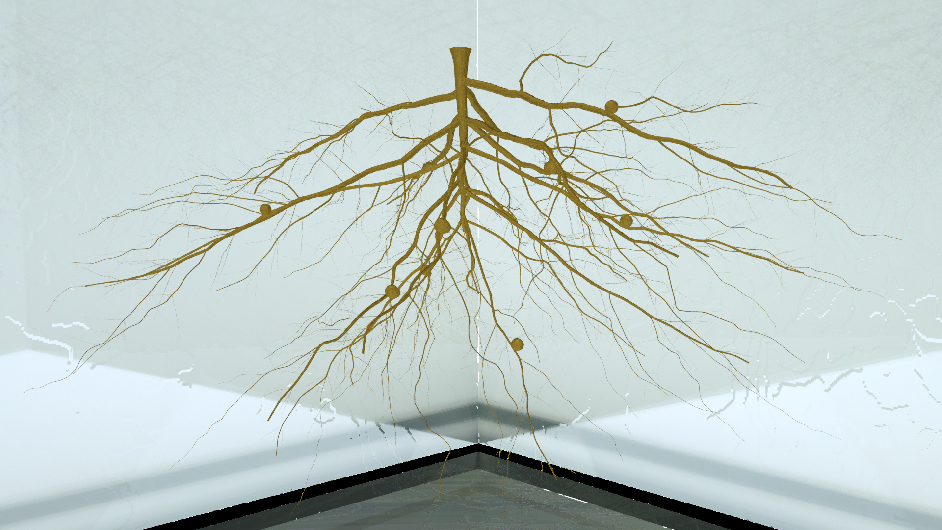 3D Soybean Root Animation - TurboSquid 1858744