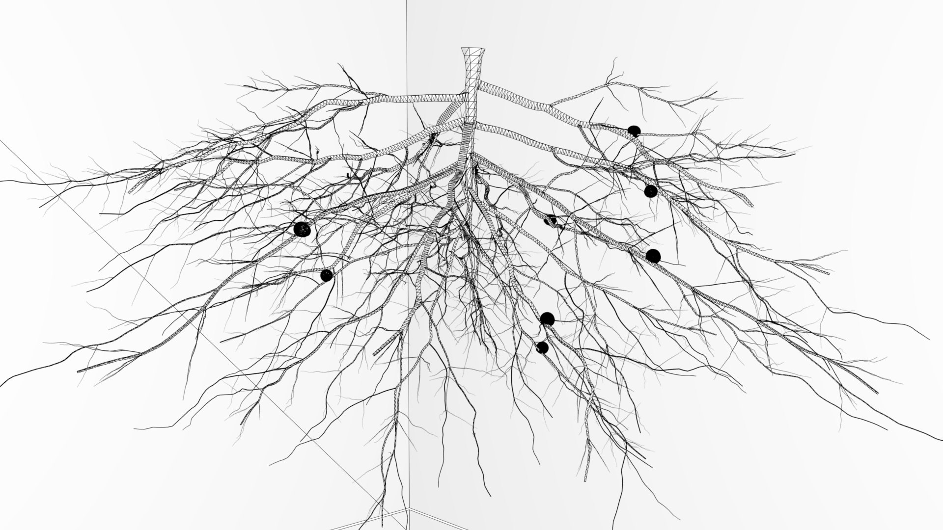 3D Soybean Root Animation - TurboSquid 1858744