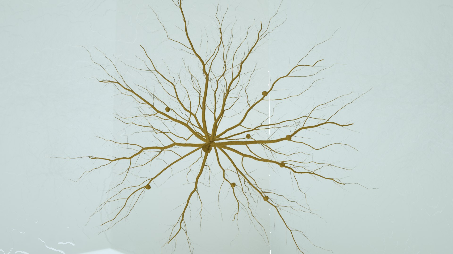 3D Soybean Root Animation - TurboSquid 1858744