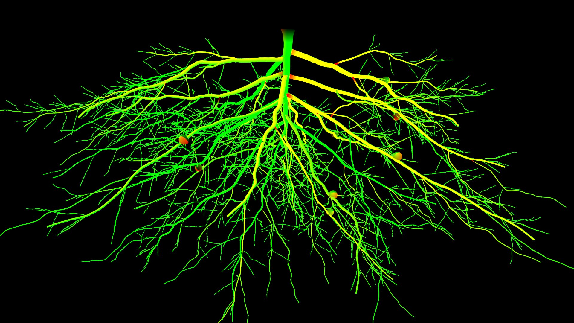 3D Soybean Root Animation - TurboSquid 1858744