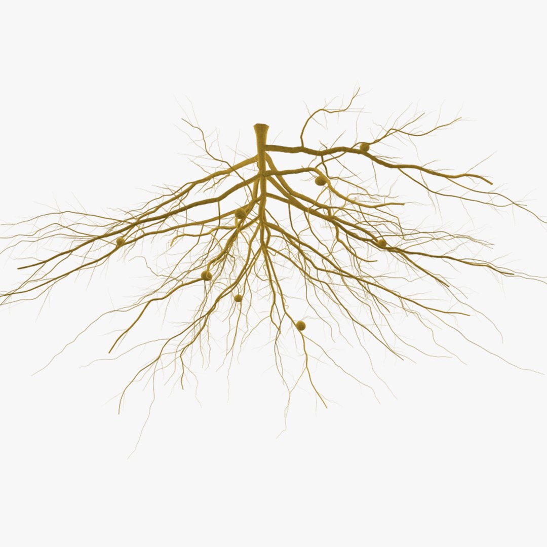 3D Soybean Root Animation - TurboSquid 1858744