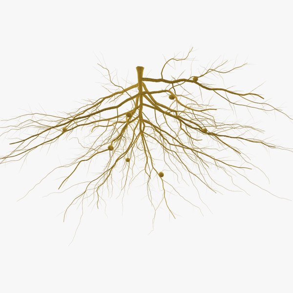 3D Wheat Root - growth animation - TurboSquid 1816552