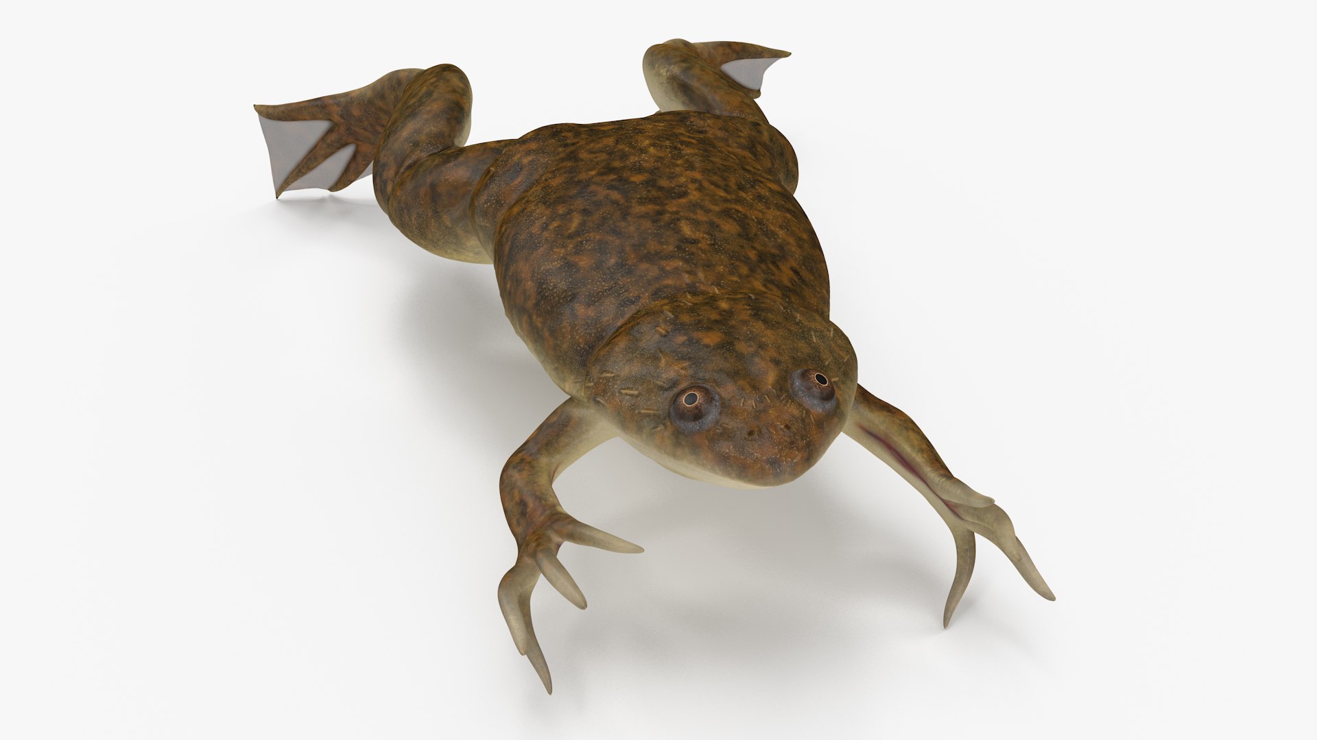 African Claw-toe Frog Jump Pose Model - TurboSquid 2131156