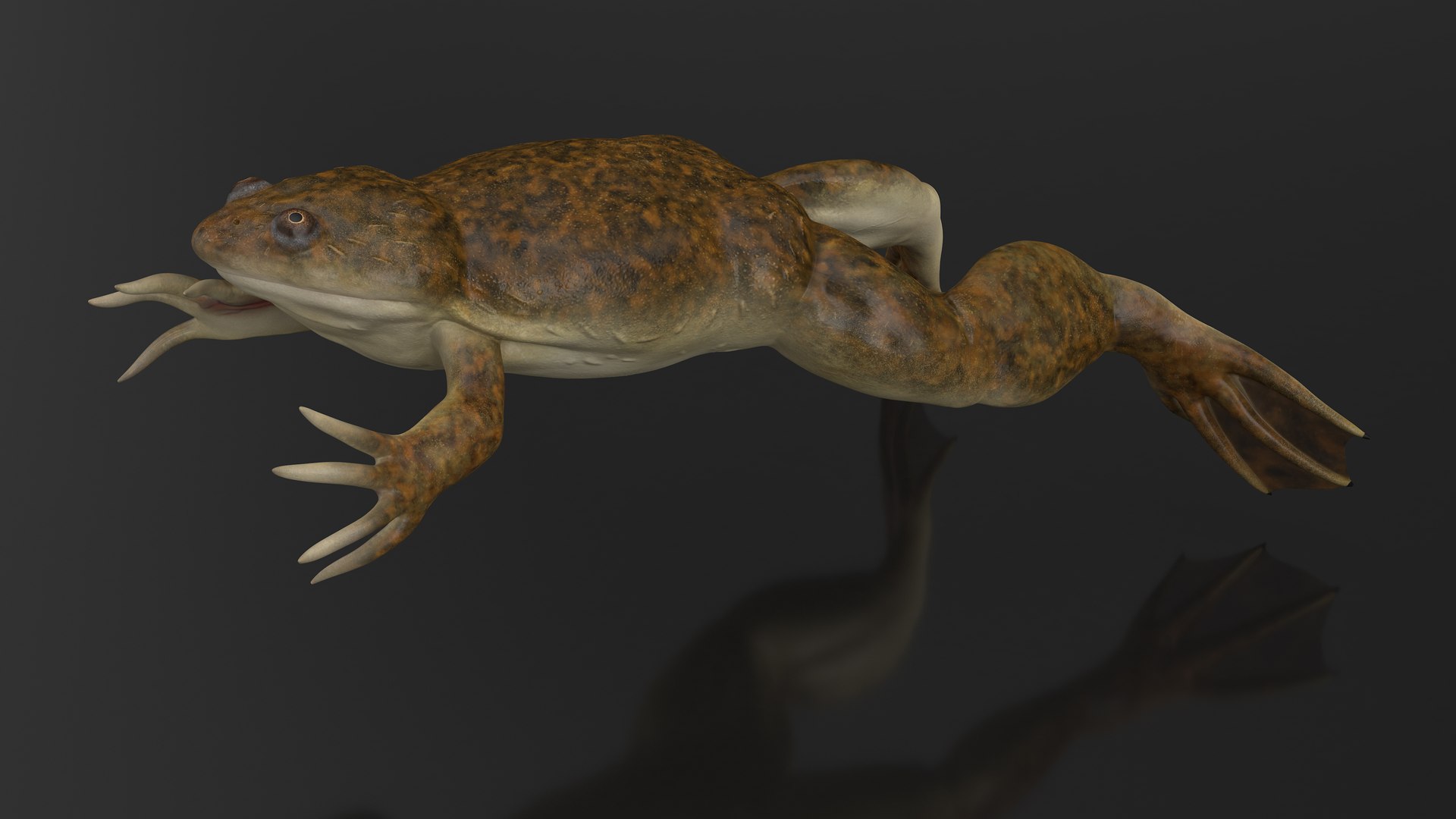 African Claw-toe Frog Jump Pose Model - TurboSquid 2131156