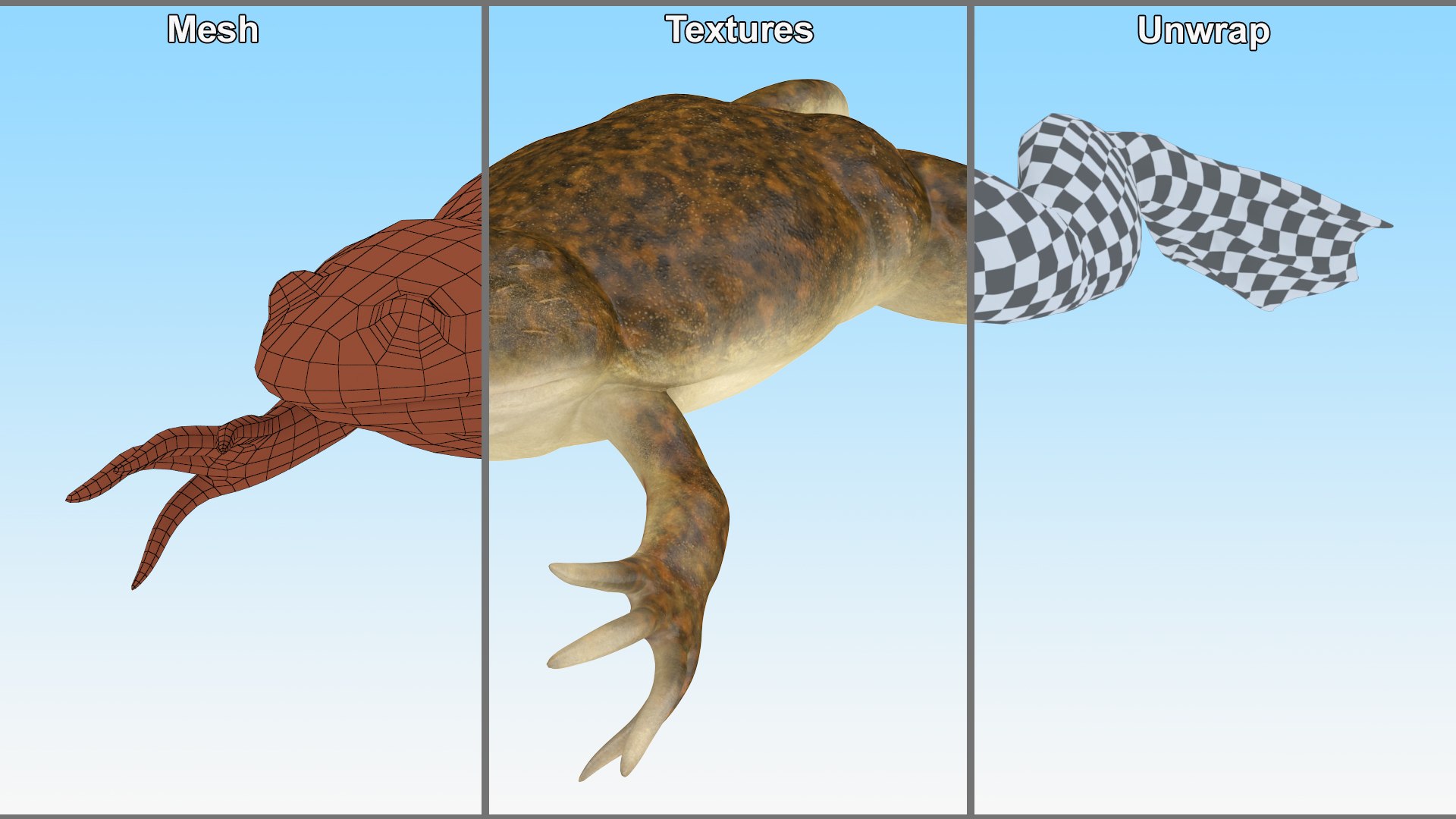 African Claw-toe Frog Jump Pose model - TurboSquid 2131156