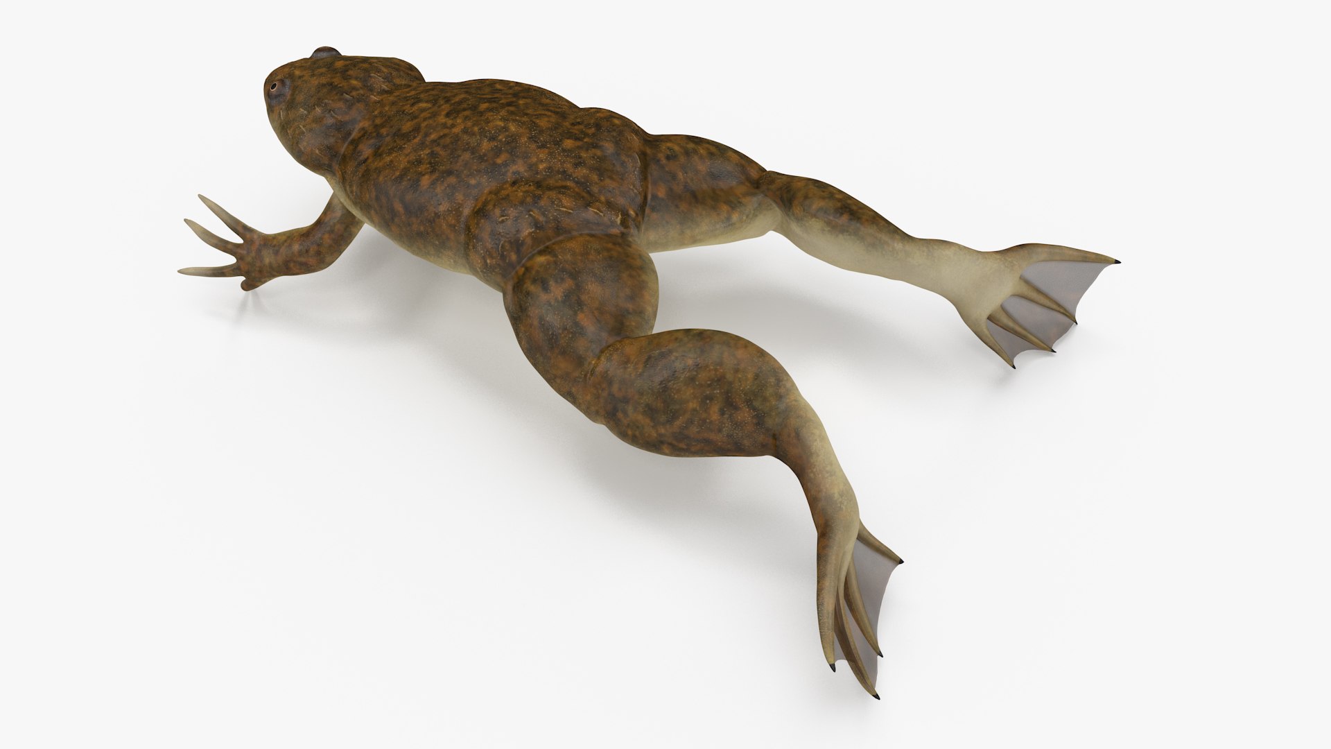 African Claw-toe Frog Jump Pose Model - TurboSquid 2131156