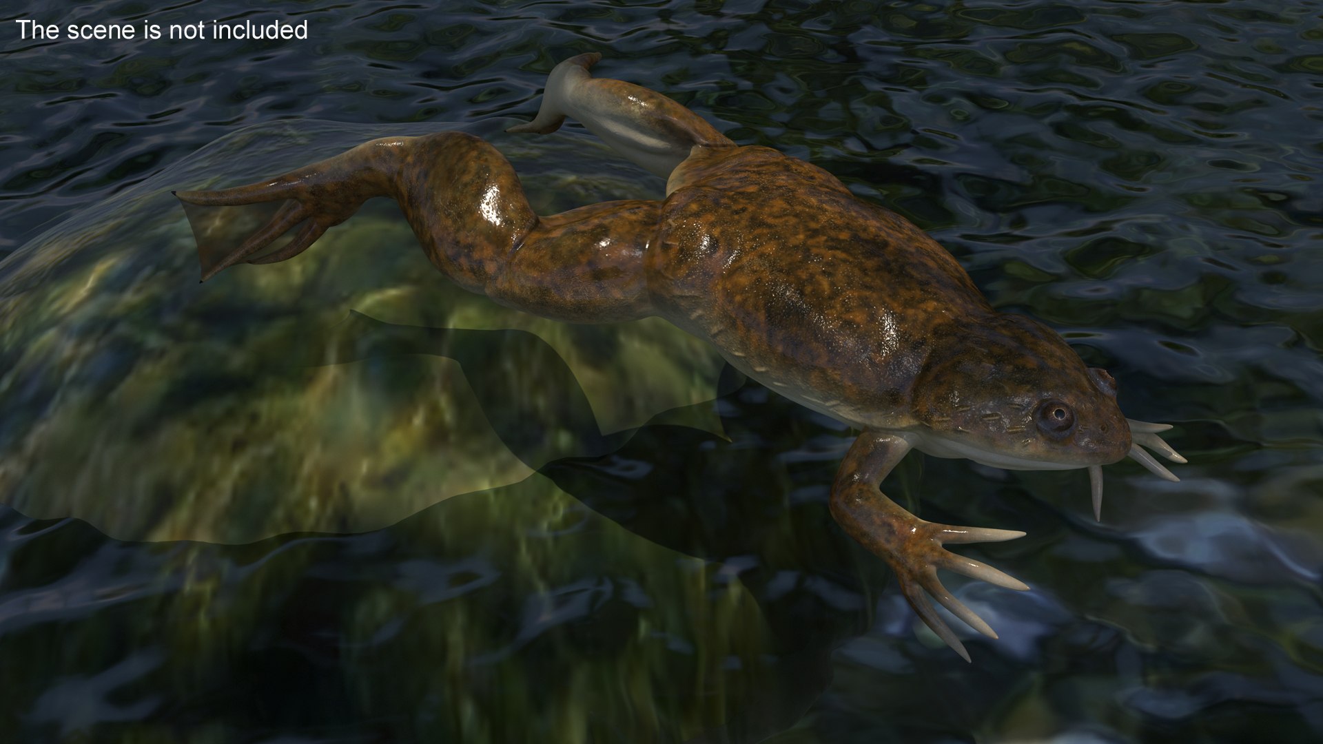 African Claw-toe Frog Jump Pose Model - TurboSquid 2131156