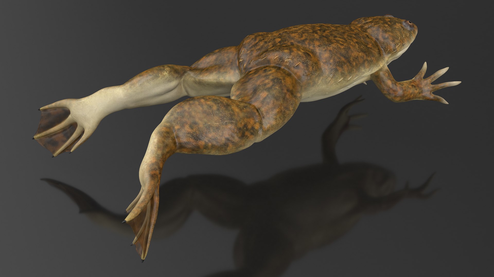 African Claw-toe Frog Jump Pose Model - TurboSquid 2131156