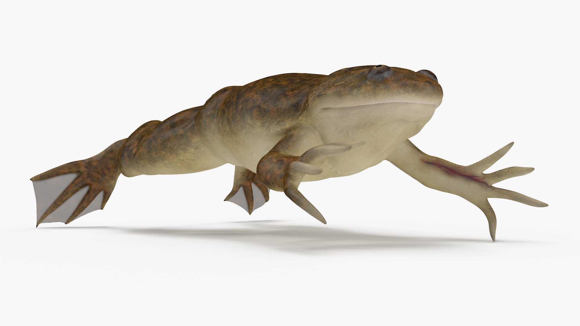 African Claw-toe Frog Jump Pose Model - TurboSquid 2131156
