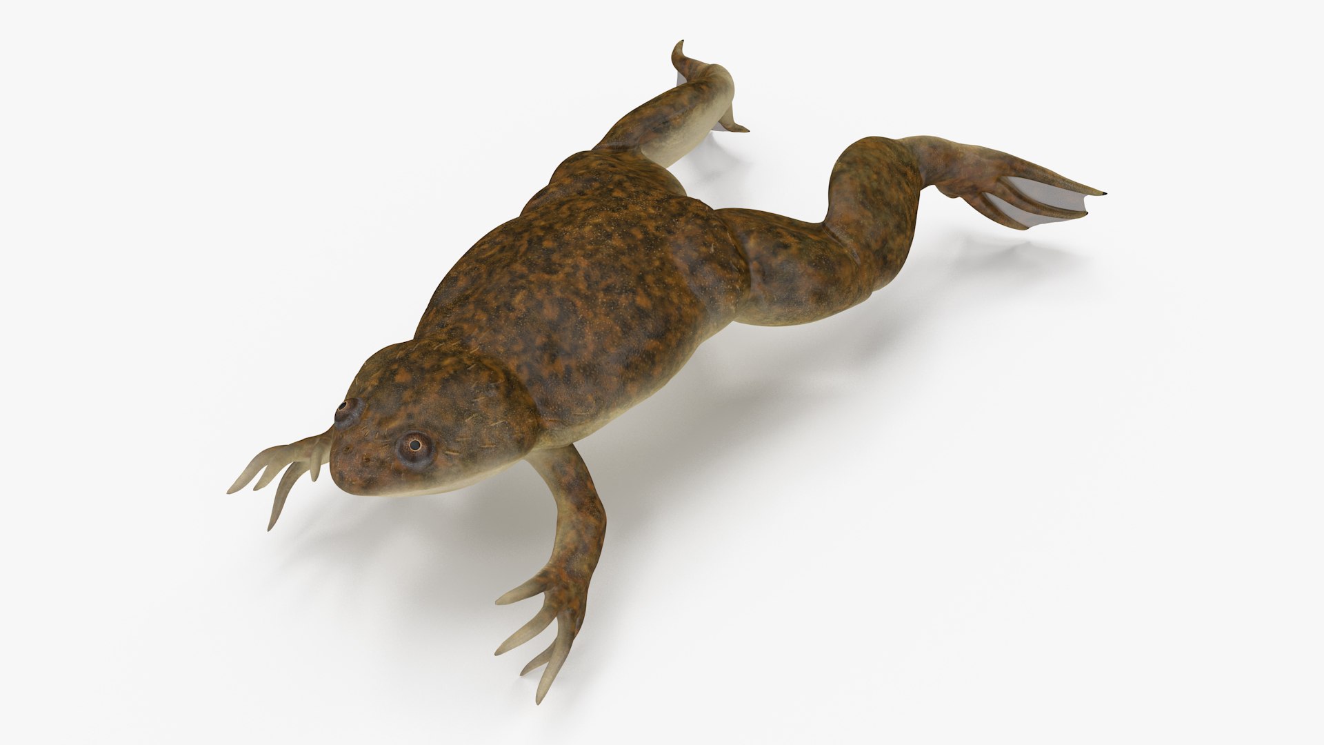 African Claw-toe Frog Jump Pose Model - TurboSquid 2131156