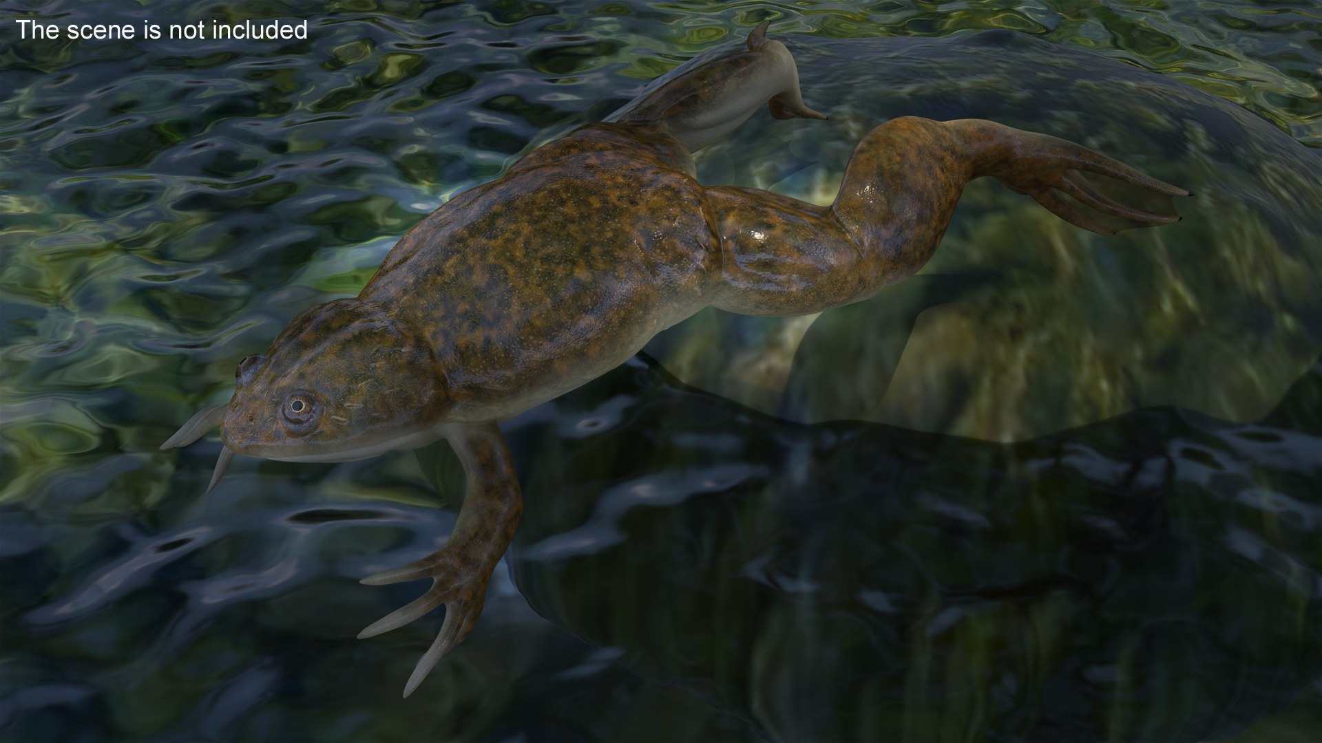 African Claw-toe Frog Jump Pose Model - TurboSquid 2131156