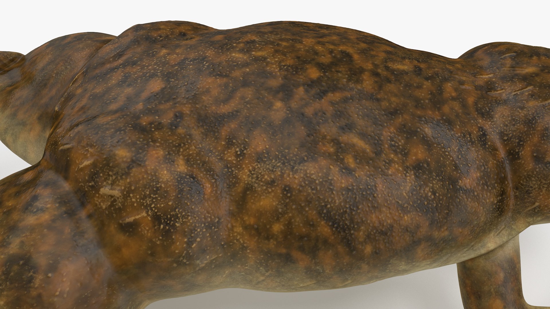 African Claw-toe Frog Jump Pose Model - TurboSquid 2131156