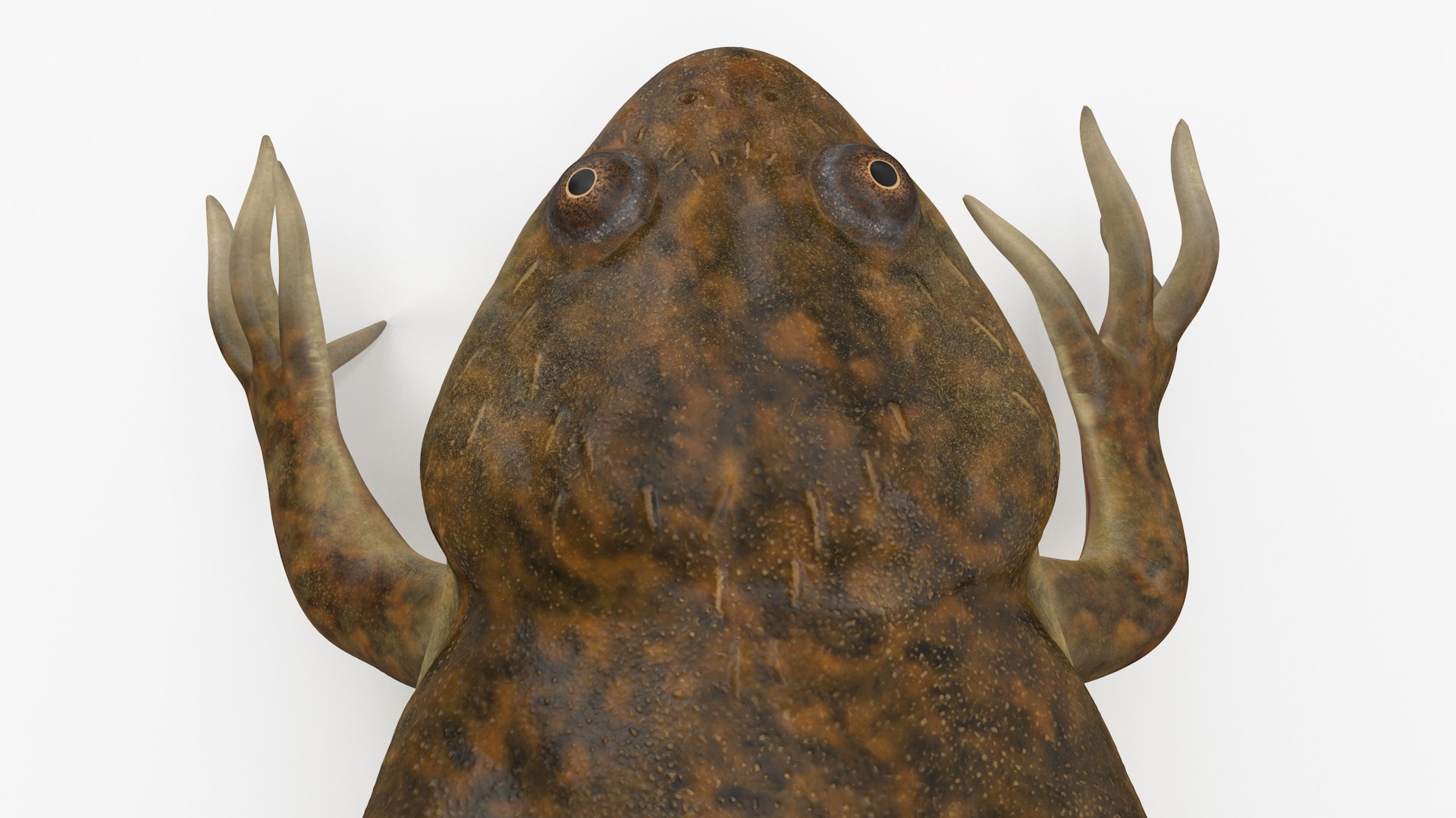 African Claw-toe Frog Jump Pose model - TurboSquid 2131156