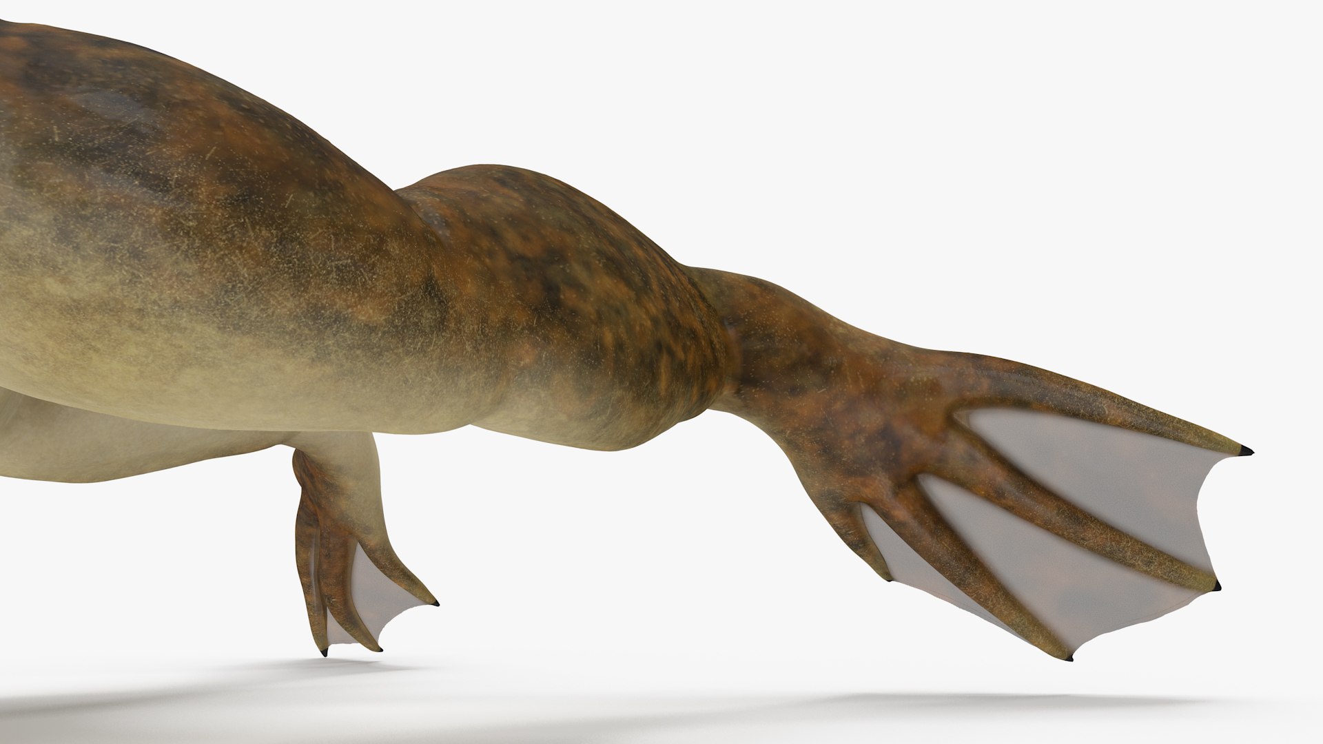 African Claw-toe Frog Jump Pose Model - TurboSquid 2131156