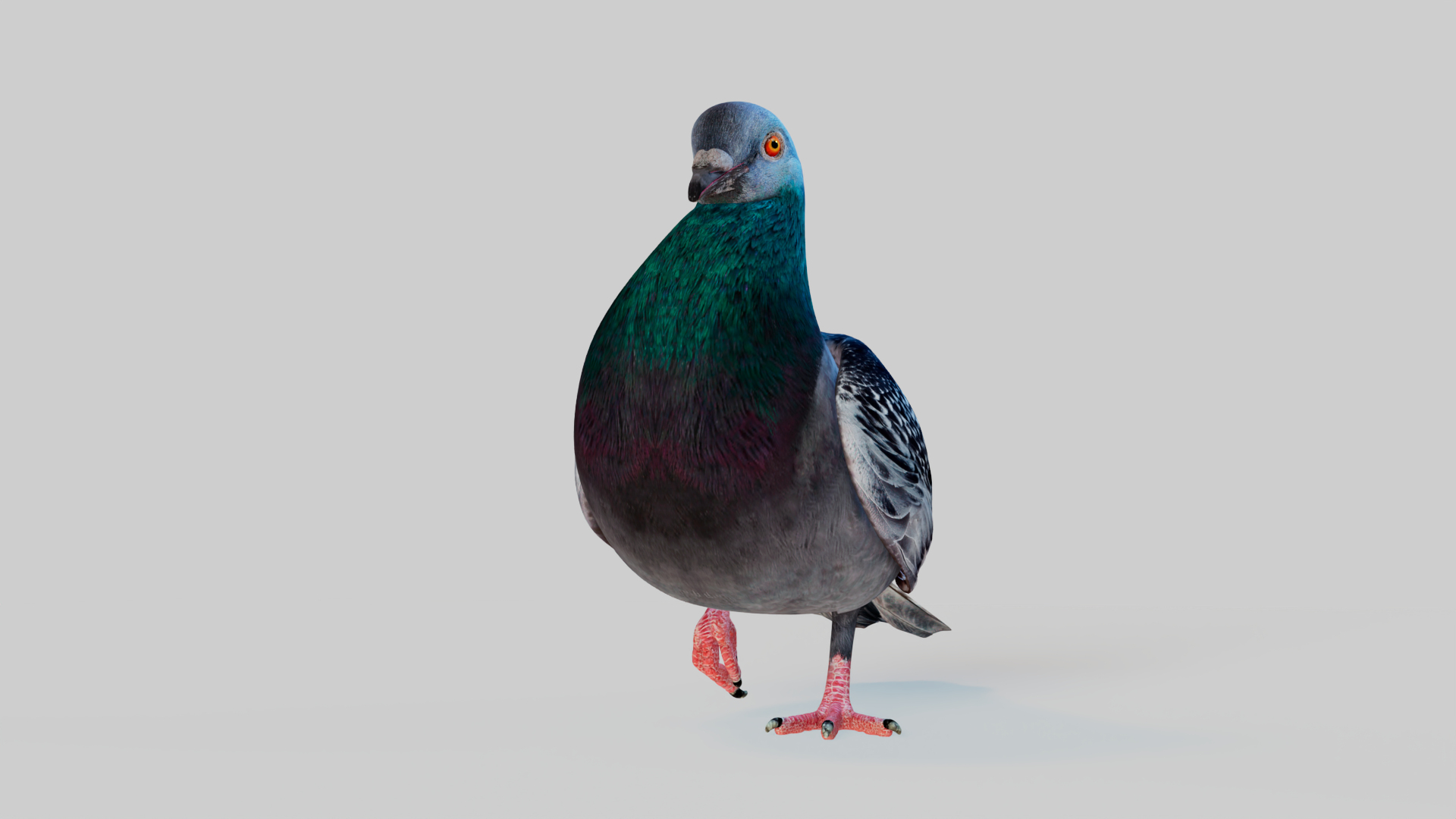 3D Pigeon Animated - TurboSquid 2329066