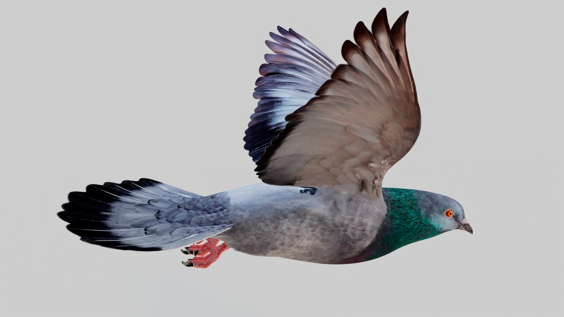 3D Pigeon Animated - TurboSquid 2329066