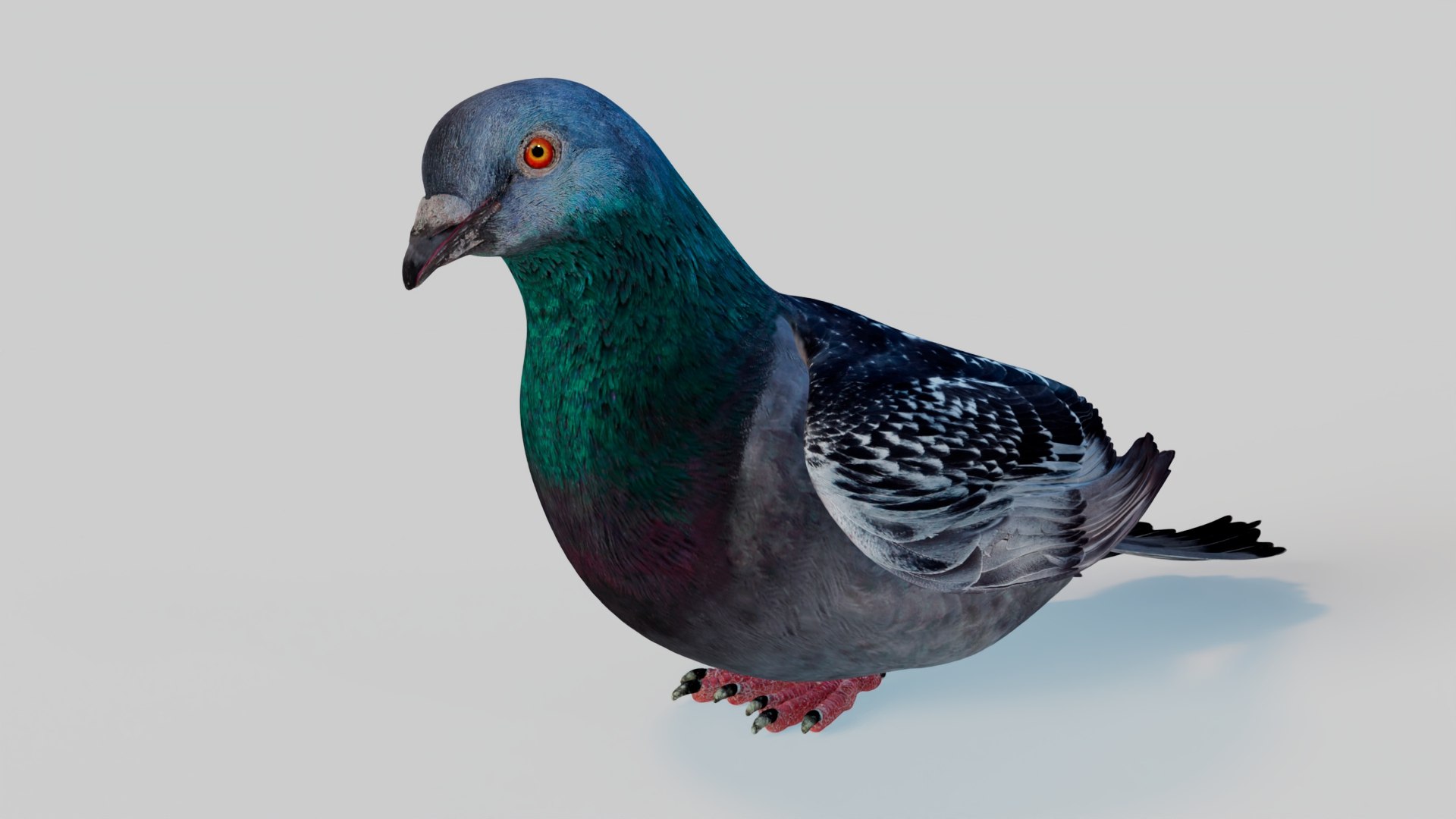 3D Pigeon Animated - TurboSquid 2329066