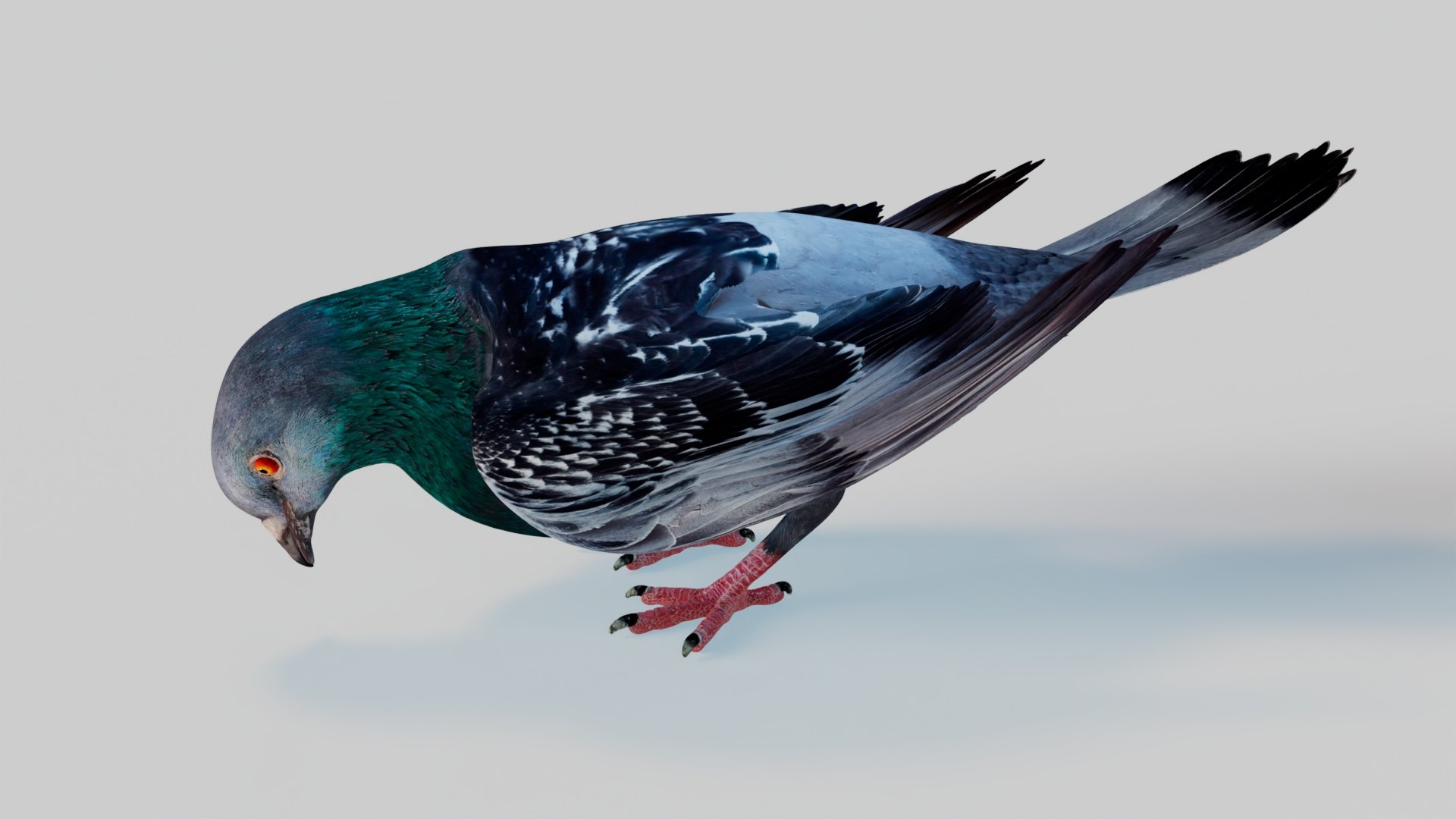 3D Pigeon Animated - TurboSquid 2329066