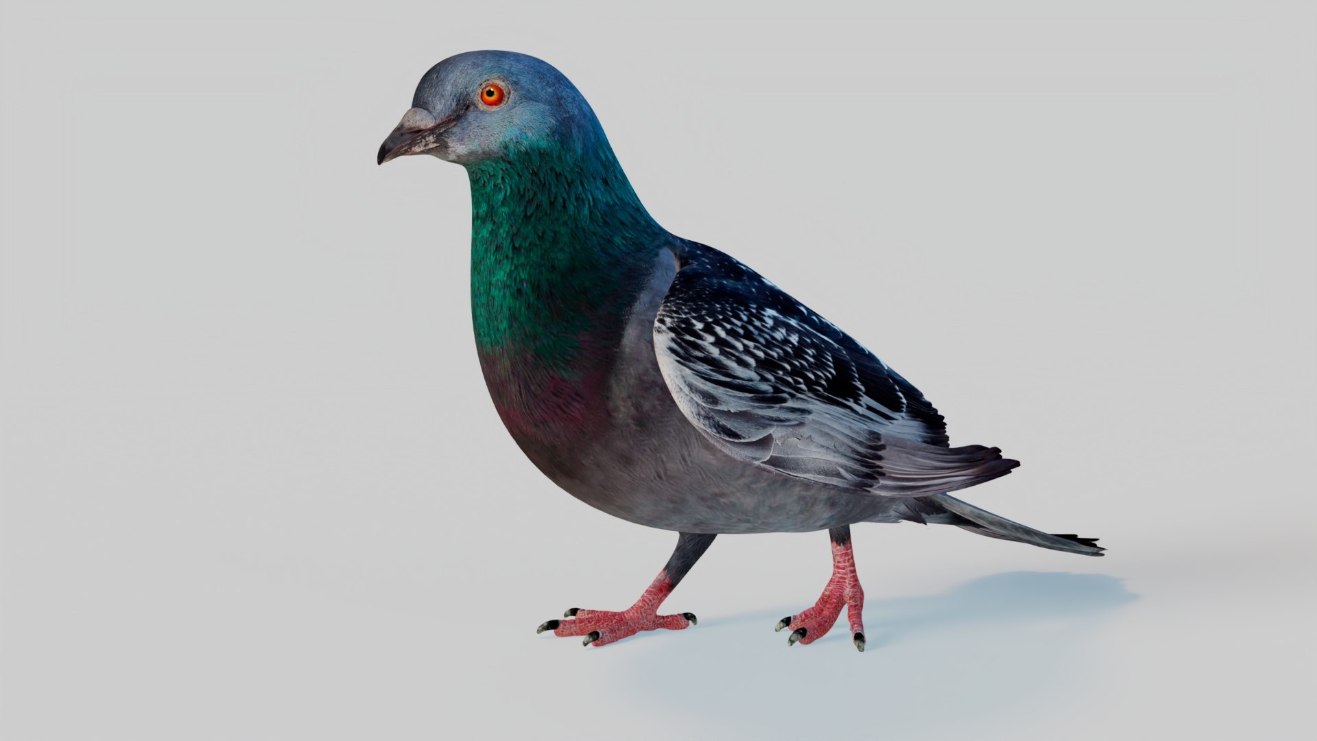 3D Pigeon Animated - TurboSquid 2329066