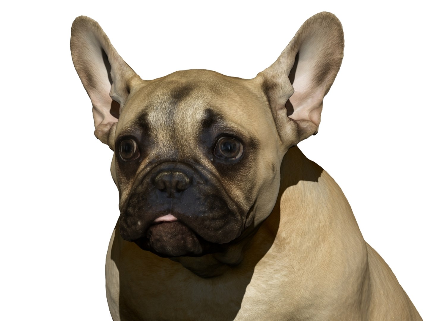3D Dog Scanned Photogrammetry Model - TurboSquid 1349124