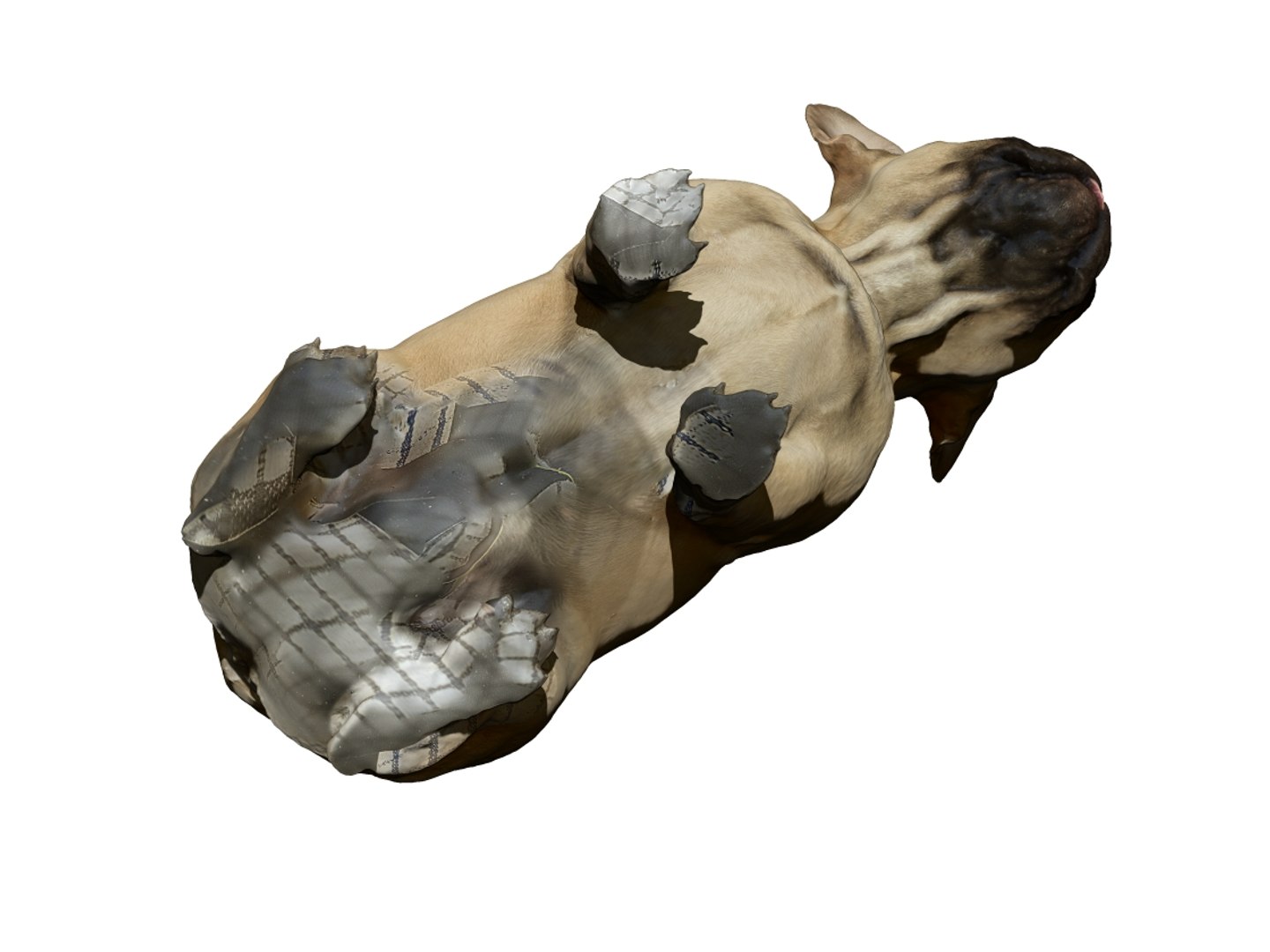 3D Dog Scanned Photogrammetry Model - TurboSquid 1349124