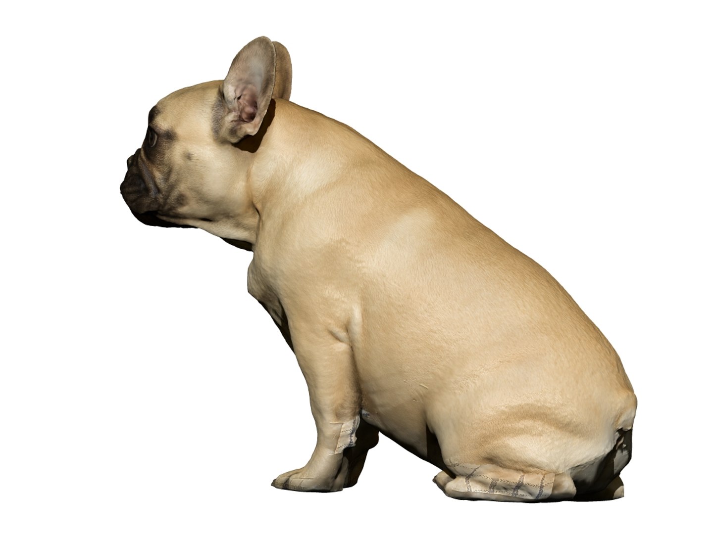 3D Dog Scanned Photogrammetry Model - TurboSquid 1349124