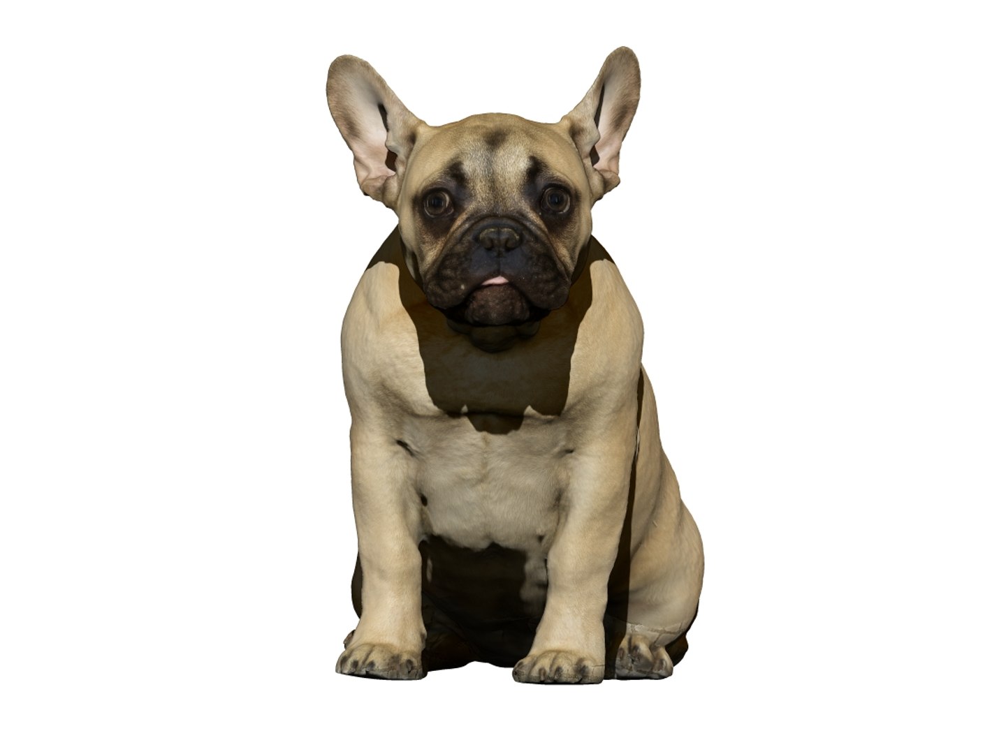3D Dog Scanned Photogrammetry Model - TurboSquid 1349124