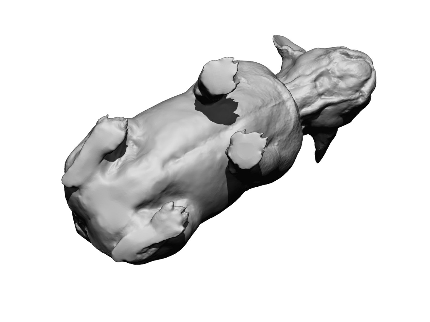 3D Dog Scanned Photogrammetry Model - TurboSquid 1349124