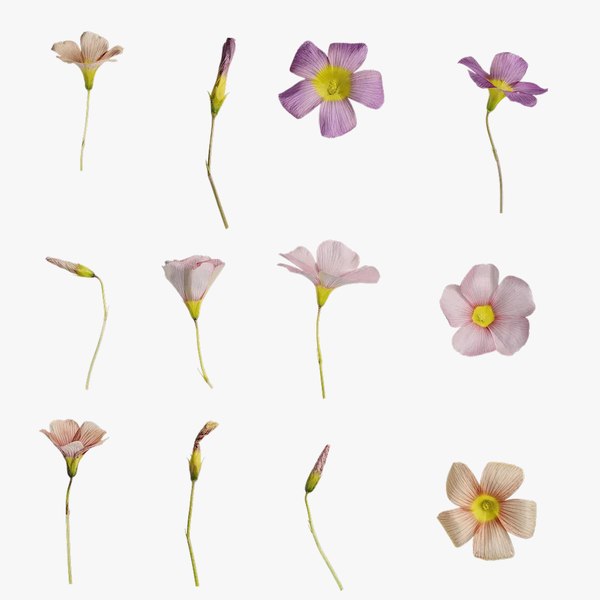 Anydrafts Oxalis obtusa Flor 09 Texturas Modelo 3D - TurboSquid 2357496