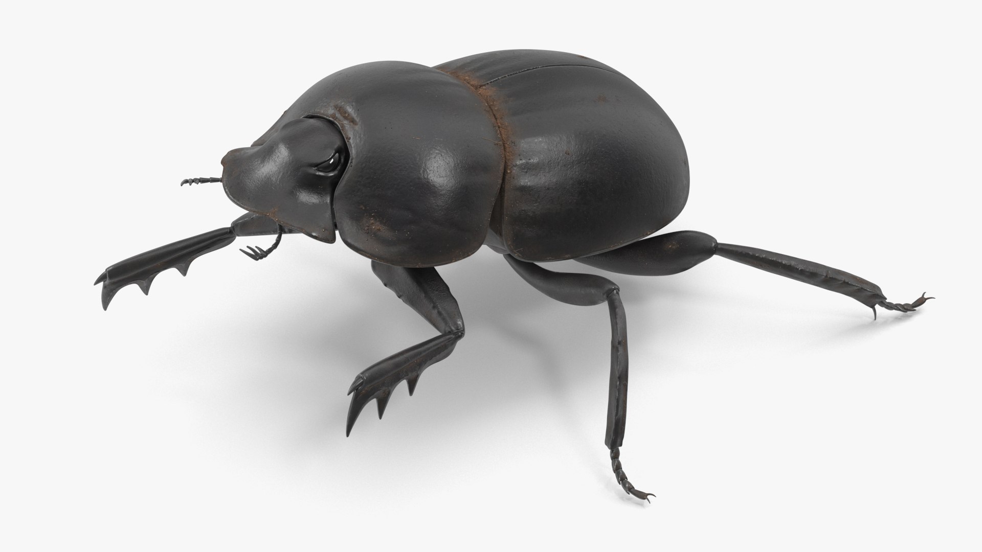 3D Mud Beetle Dirty Rigged For Cinema 4D Model - TurboSquid 2354725