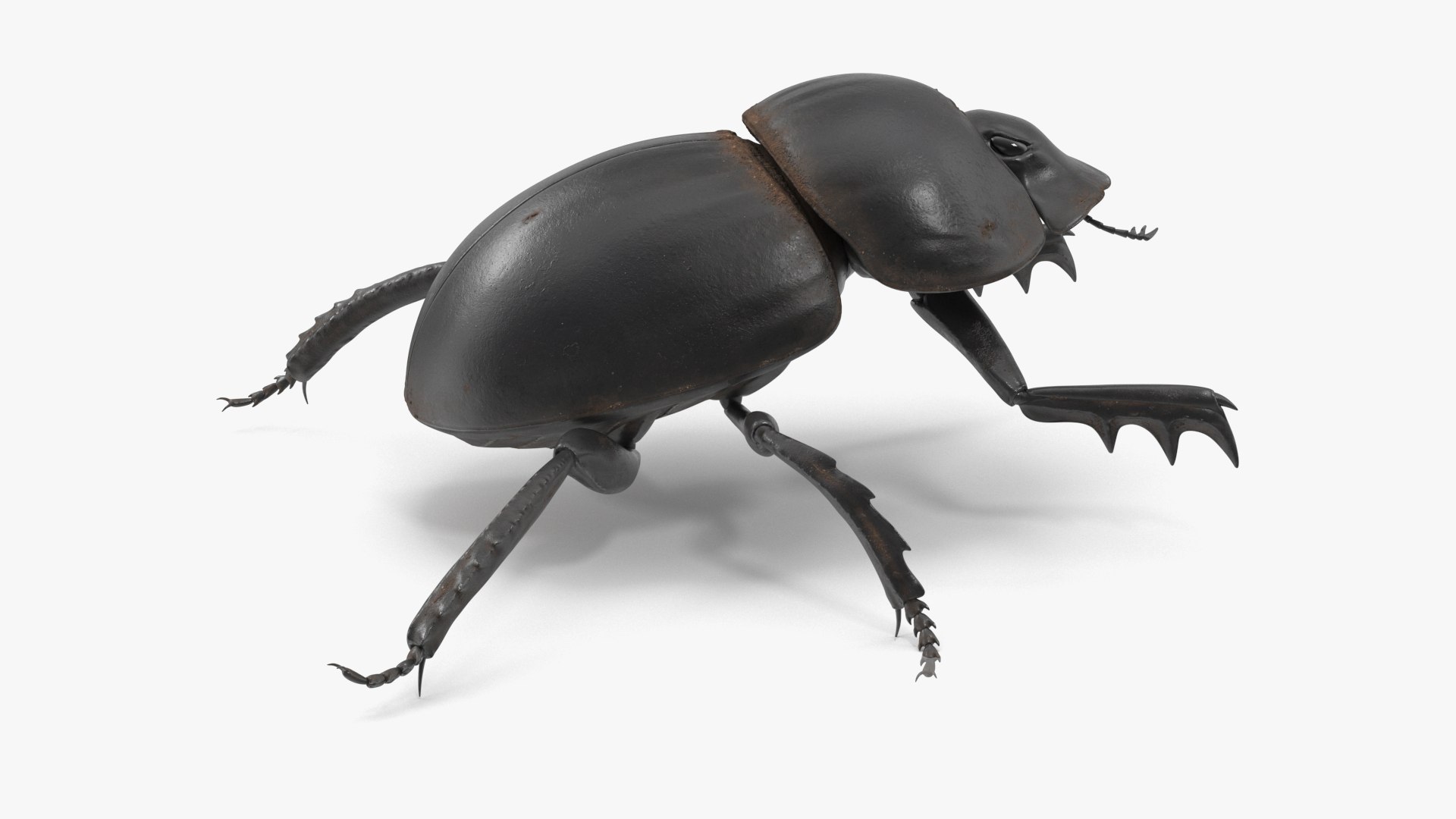3D Mud Beetle Dirty Rigged For Cinema 4D Model - TurboSquid 2354725