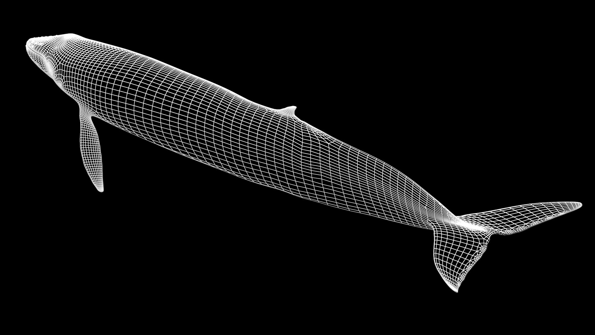 Blue Whale Model - TurboSquid 1969970