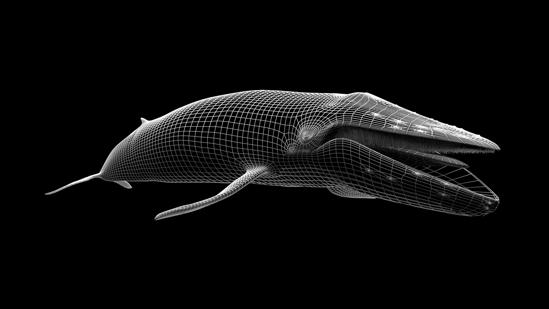 Blue Whale Model - TurboSquid 1969970