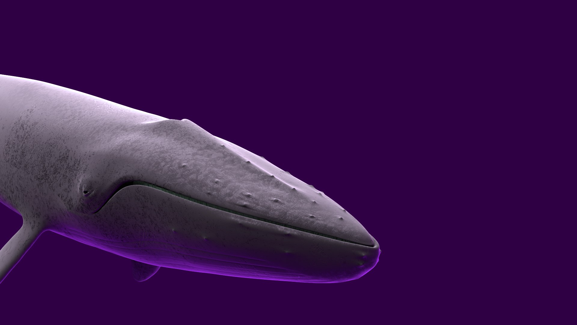 Blue Whale Model - TurboSquid 1969970