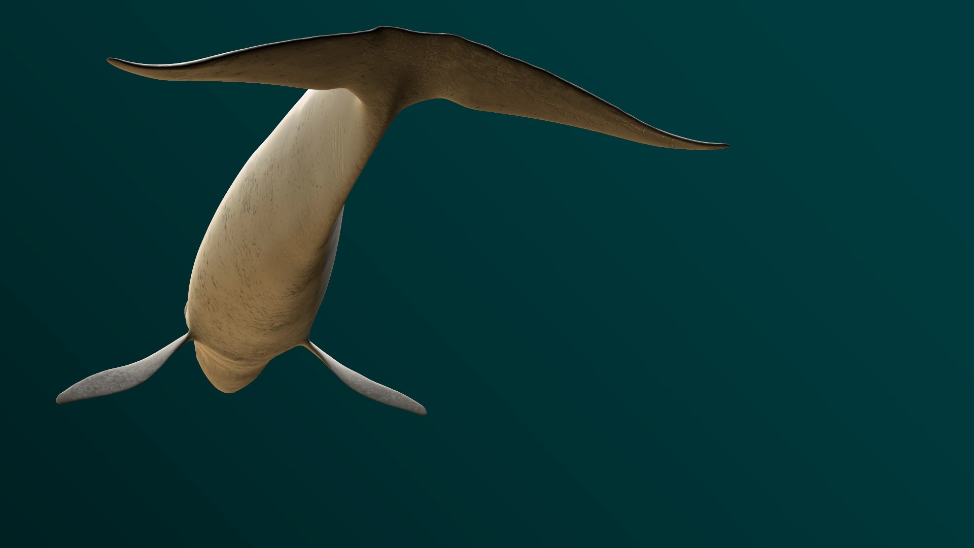 Blue Whale Model - TurboSquid 1969970