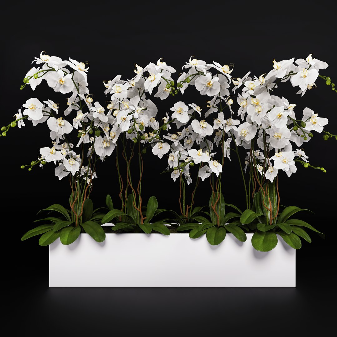 orchid 3 3d model