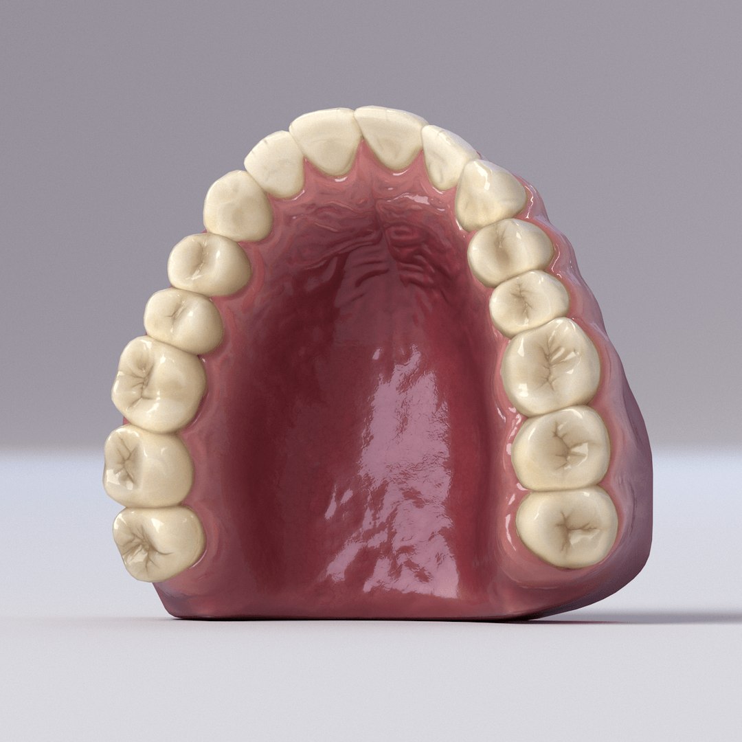 Realistic Teeth 3D Model - TurboSquid 1252964