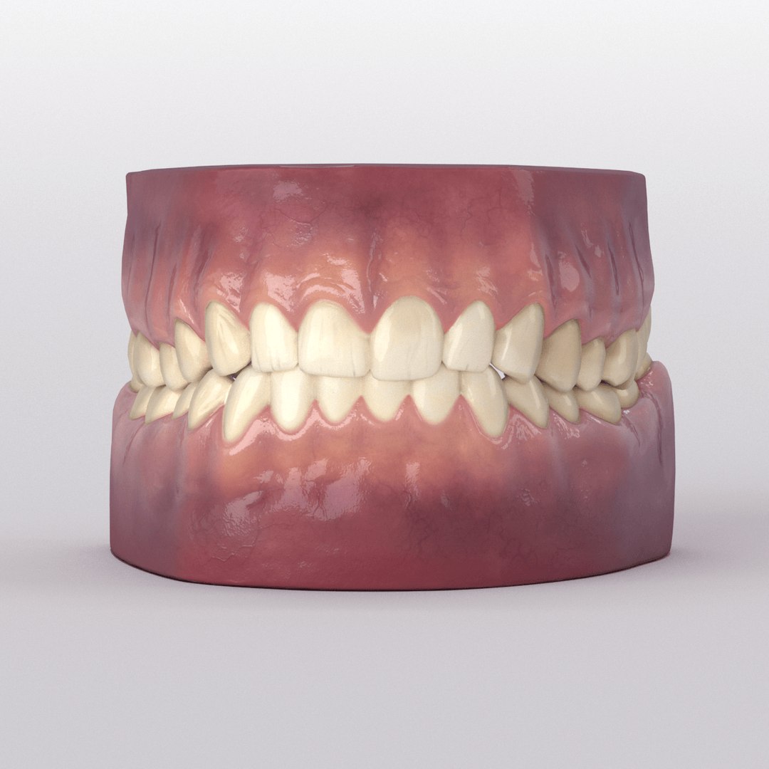 Realistic Teeth 3D Model - TurboSquid 1252964