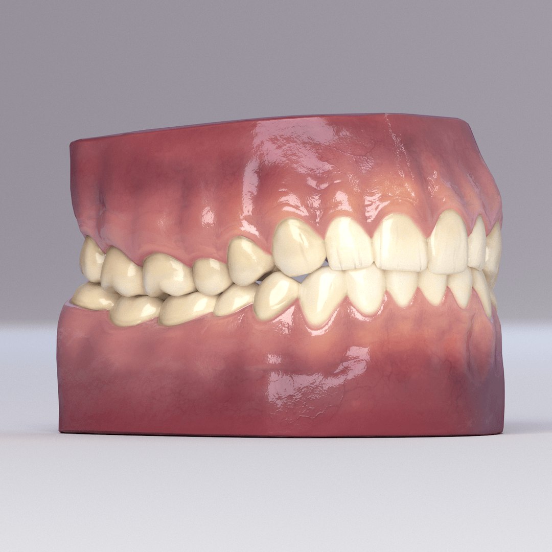 Realistic Teeth 3D Model - TurboSquid 1252964