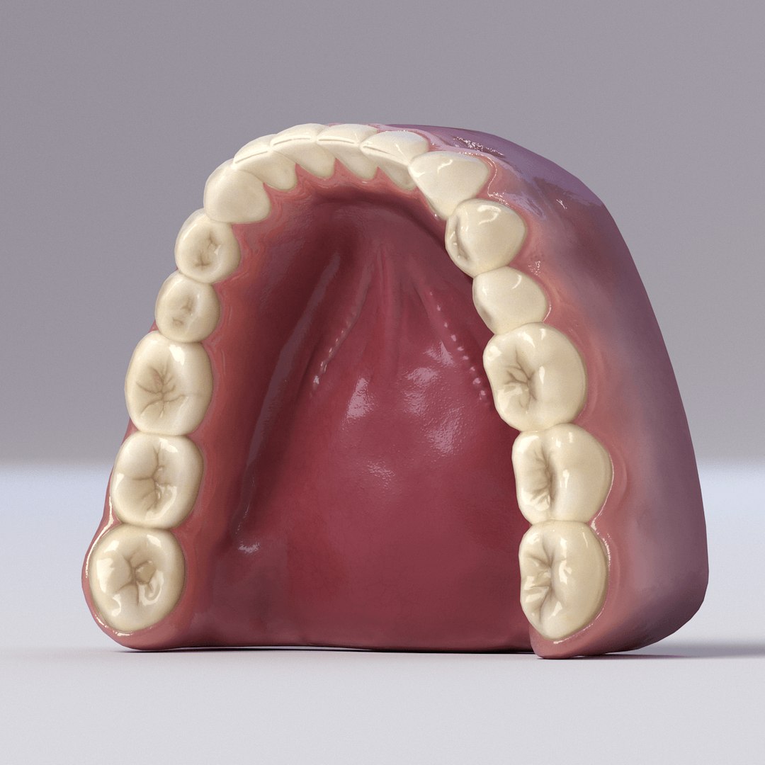 Realistic Teeth 3D Model - TurboSquid 1252964