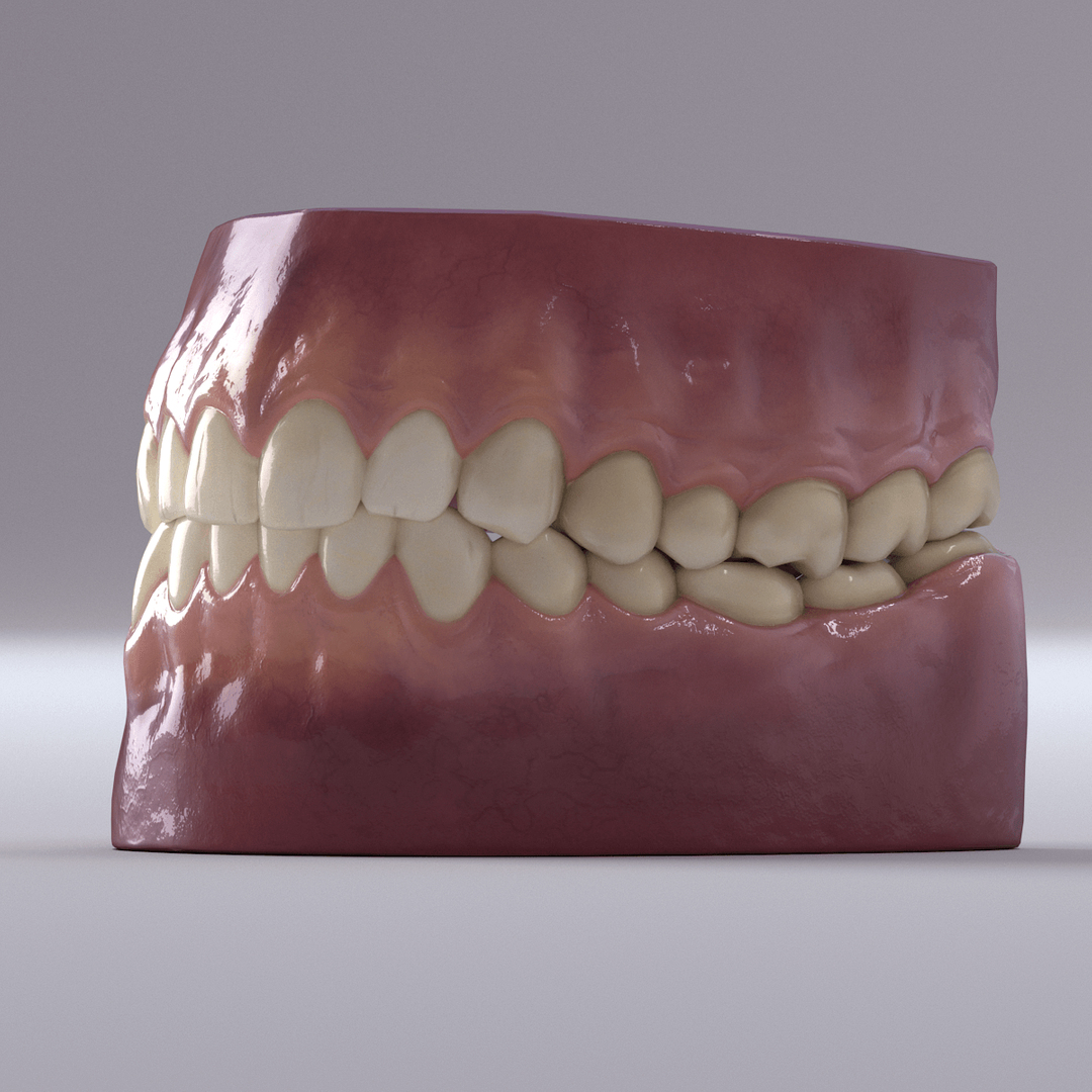 Realistic teeth 3D model - TurboSquid 1252964